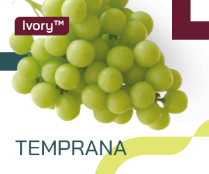 Frutilla - Fresa: Artículos destacados | Portal Frutícola