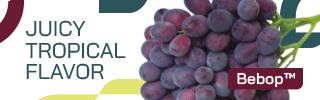 El cultivo de betarragas en el huerto - PortalFruticola.com